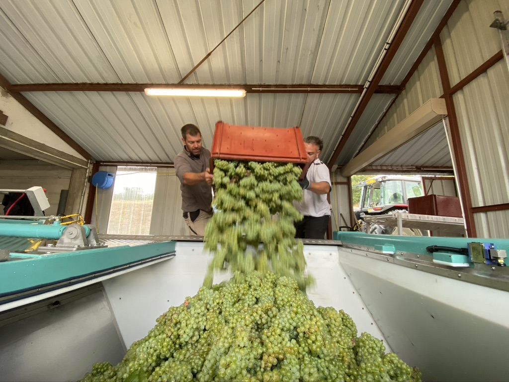 Qu’est ce qu’un récoltant manipulant en champagne? - Champagne Viot et Fils